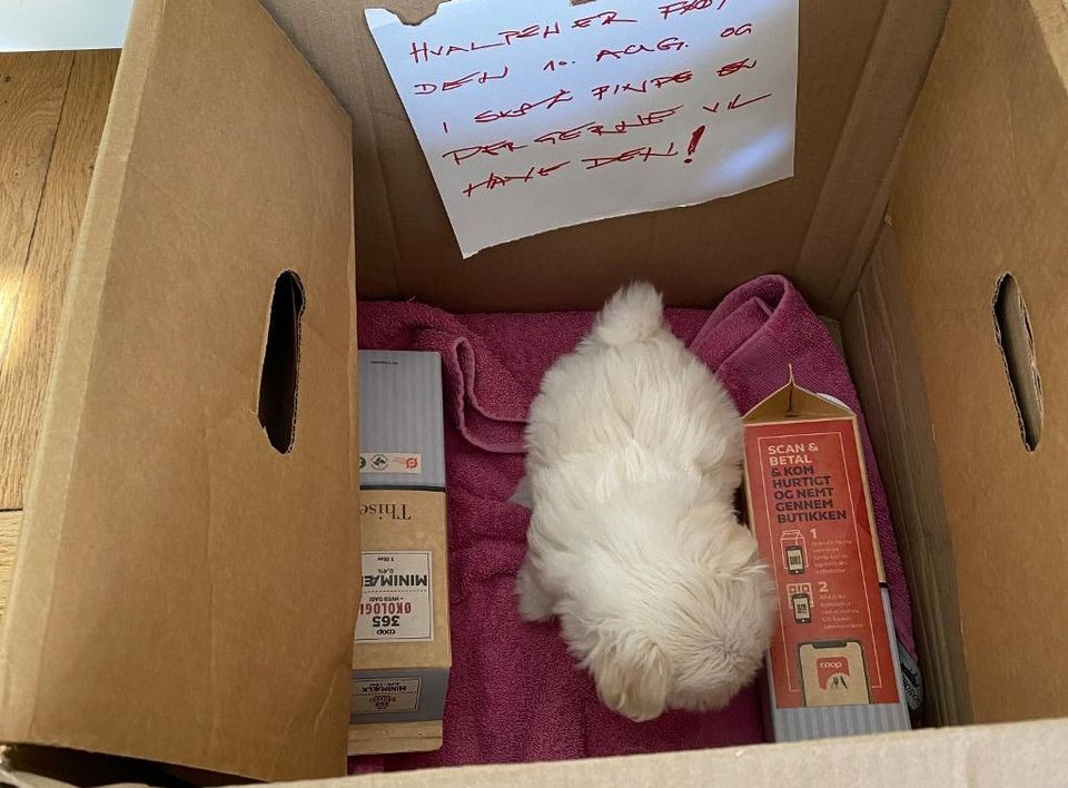 Skræmmende tendens: Hundehvalpe dumpes | Dyrenes Beskyttelse