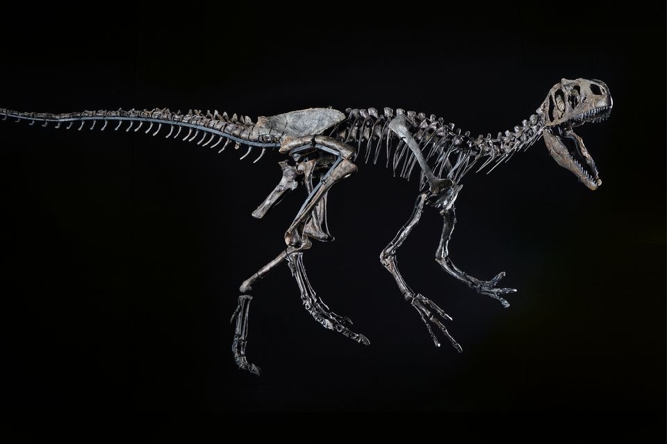 Summer sensation on display in Denkendorf – baby allosaurus “Little Al ...