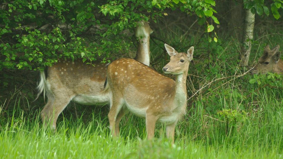 Ny dyrehave skal trække turister og tilflyttere til Vendsyssel ...