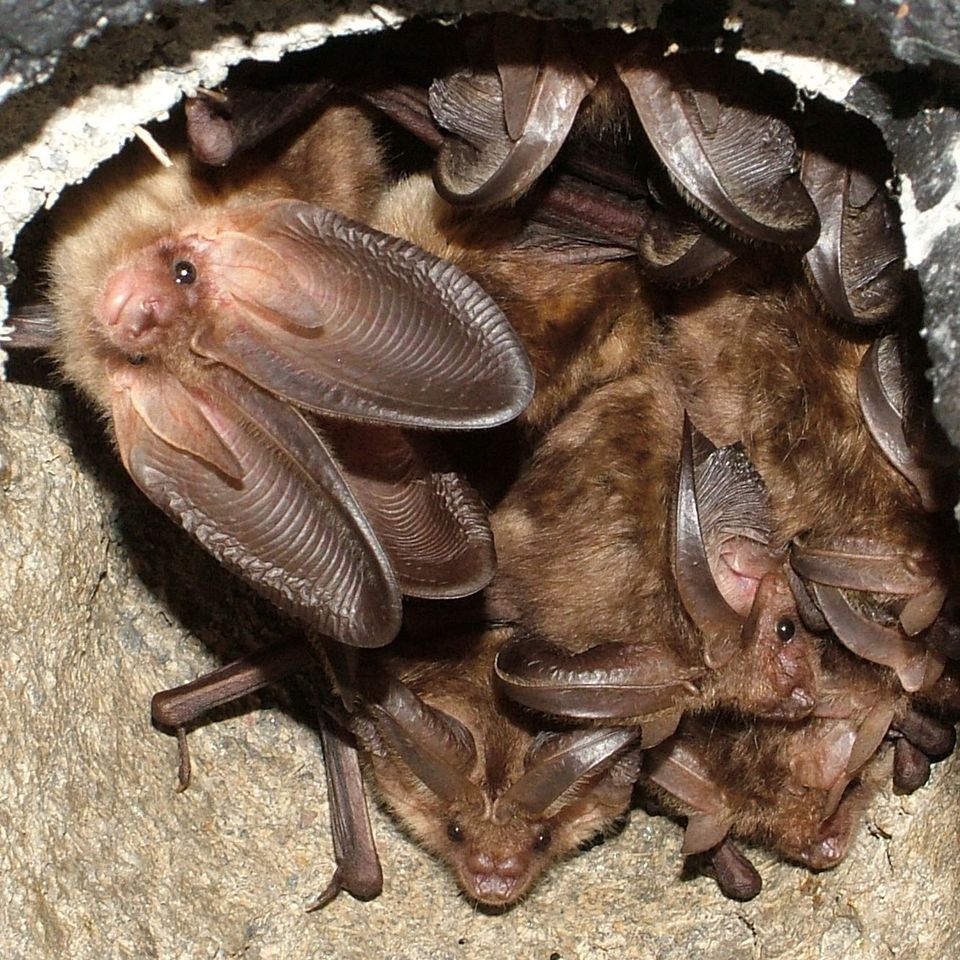 Flagermus får flere muligheder for at finde føde i Sydthy | Naturstyrelsen