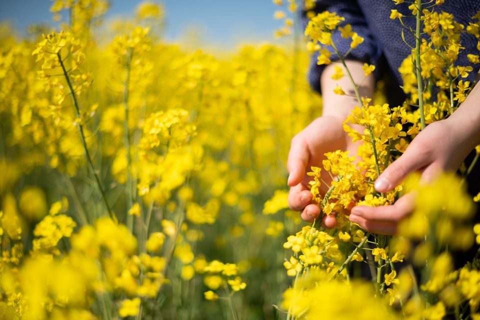 Researchers close to unleashing rapeseed’s protein power for human ...
