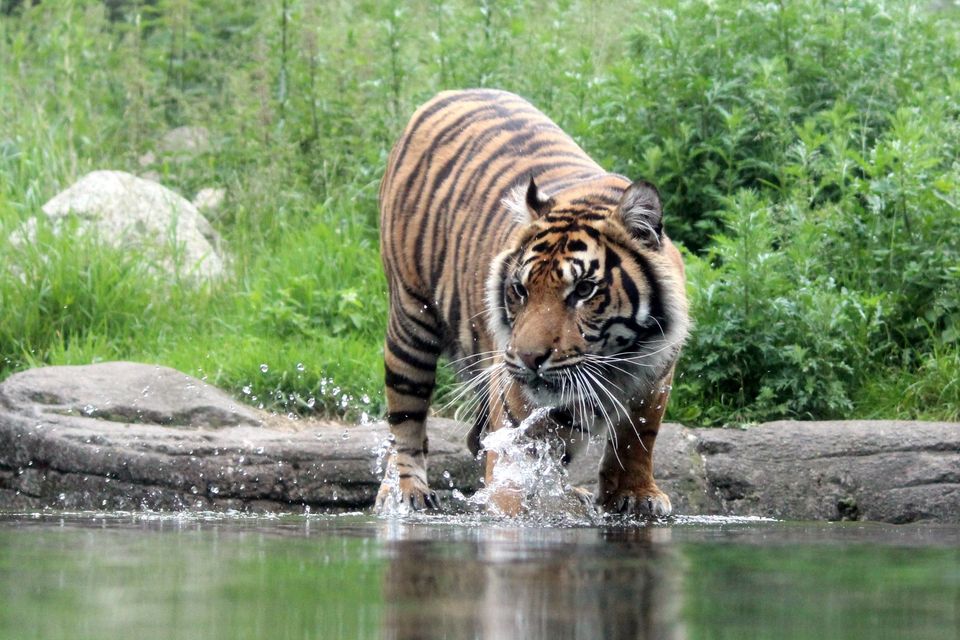 Aalborg Zoo fastholder fornem plads som Europas anden bedste Zoo ...