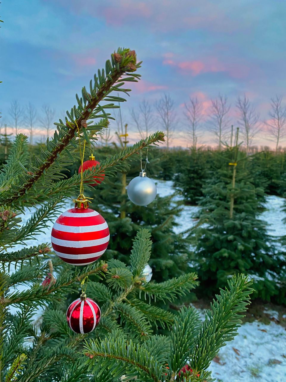 Sådan finder du det mest bæredygtige juletræ | Aarhus Universitet ...