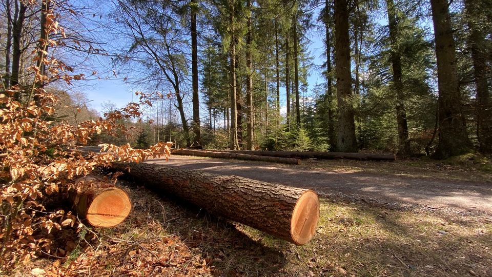 Træmangel skaber klimaproblemer: Danmarks selvforsyningsgrad af ...