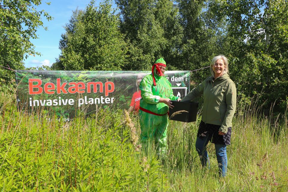 Invasive planter skal bekæmpes | Halsnæs Kommune Invasive planter skal bekæmpes | Halsnæs Kommune