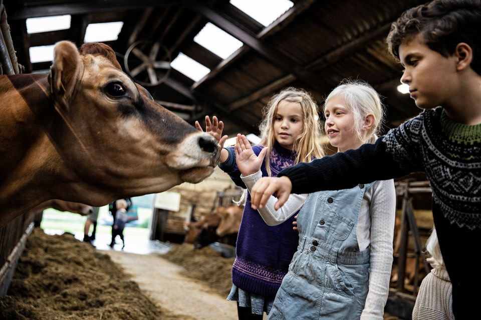Landmænd søger gæster – Se, rør og lugt til landbruget på Åbent ...