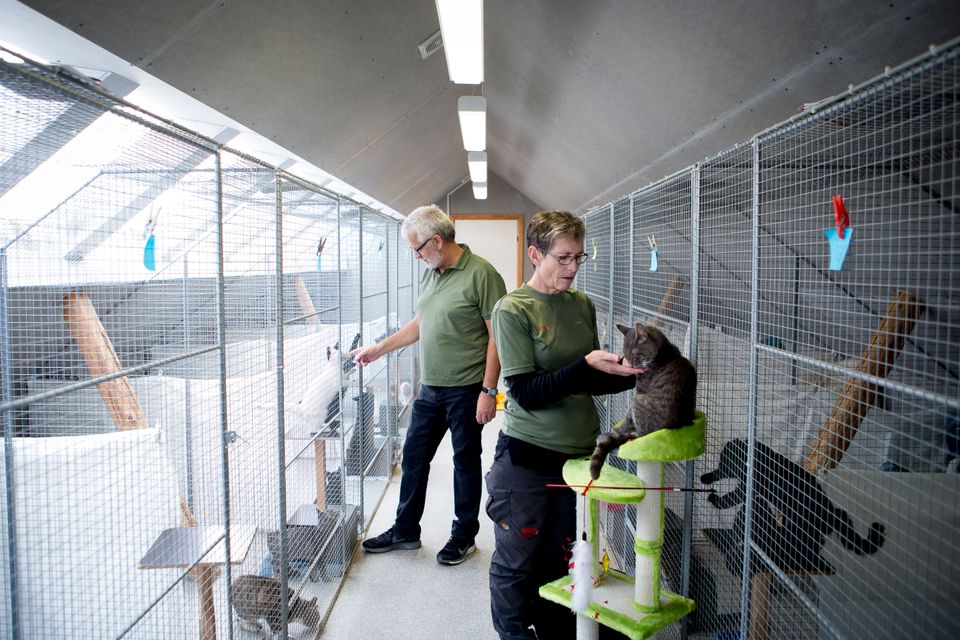 25 år for dyrene i Brande | Dyrenes Beskyttelse