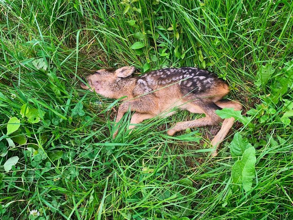 Endnu et travlt år for dyreredderne | Dyrenes Beskyttelse