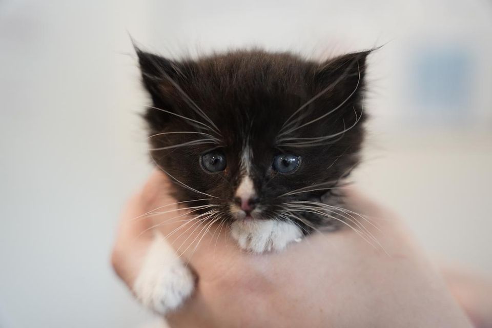 Kattekillinger i nød: Dyrenes Beskyttelse mangler plejefamilier til udsatte killinger | Dyrenes ...