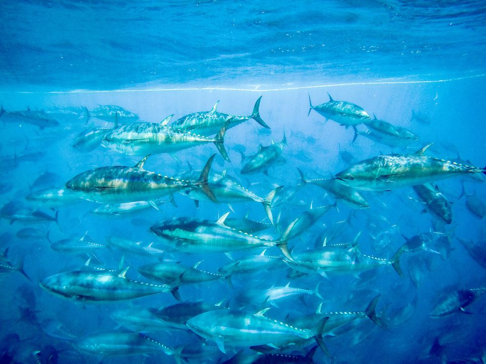 Appetitten på bæredygtig tun er usvækket | MSC – Marine Stewardship Council