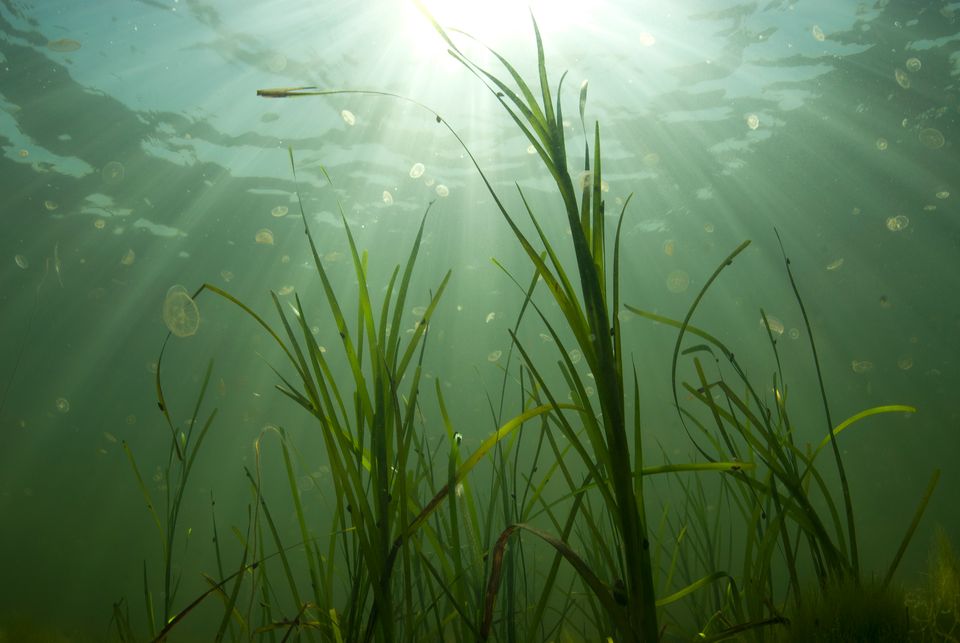 Ålegræs er afgørende for et rigt liv i havet, men det redder ikke vores ...