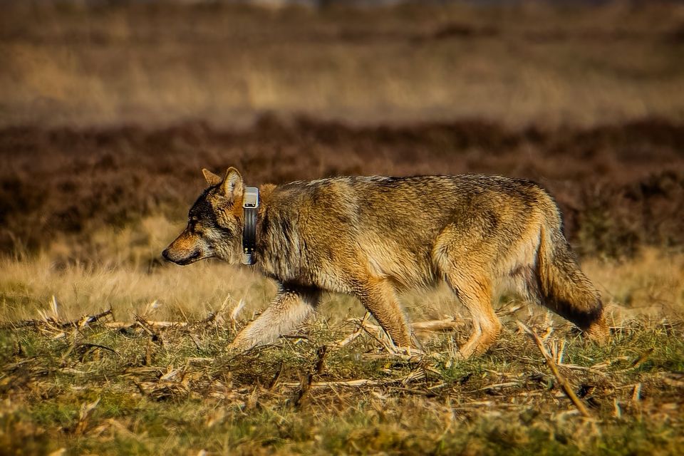 Ulvebestanden i Danmark når højeste niveau i nyere tid | Aarhus ...