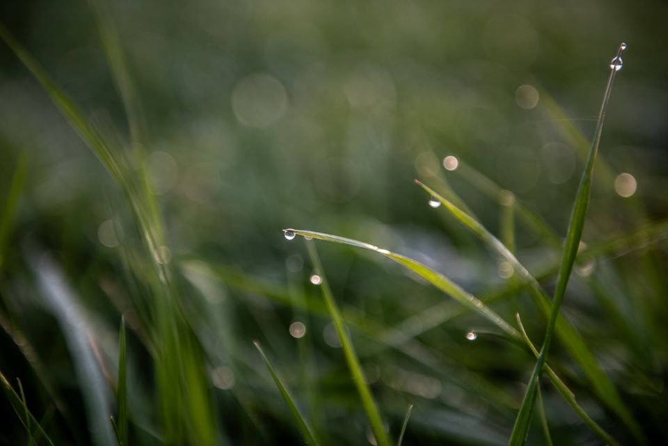 Gylle, græs og grønne løsninger | Aarhus Universitet Technical Sciences