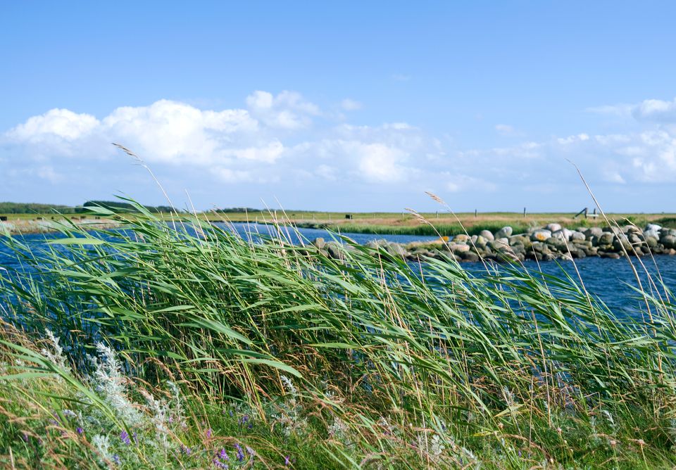 KRONIK: Naturen har selv løsningerne på vores klimaudfordringer ...