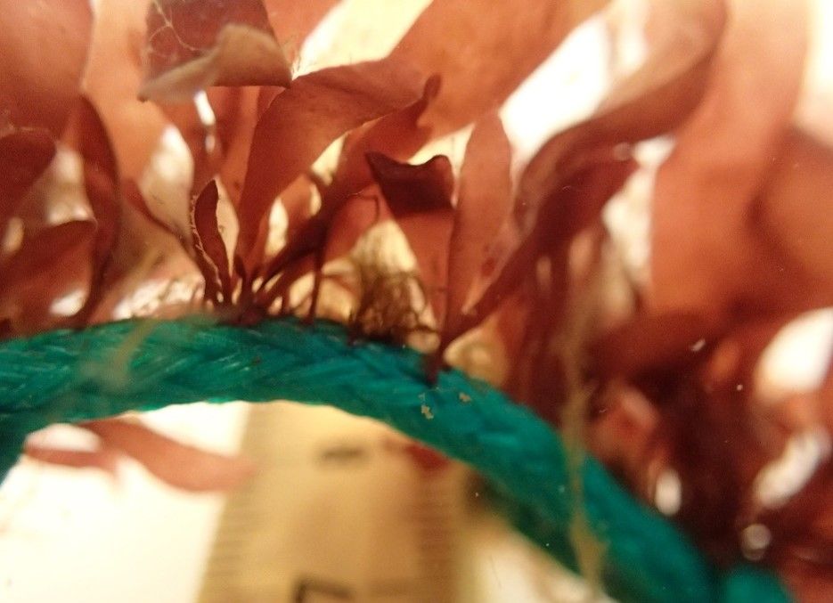 Seaweed can contribute to biodiversity and climate-friendly foods: New ...