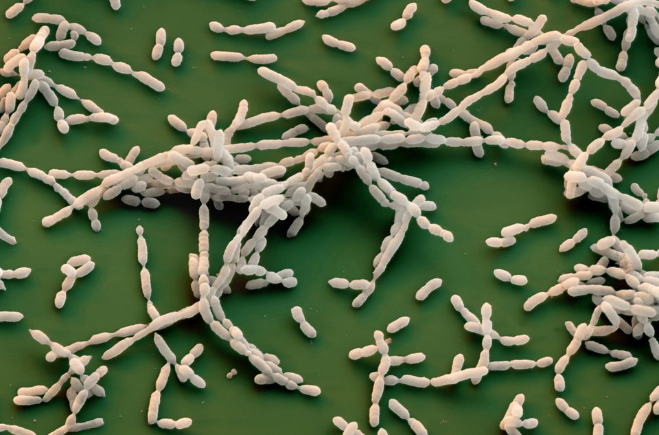 BASF forsker i CO2-neutral produktion ved hjælp af bakterie fra ko ...