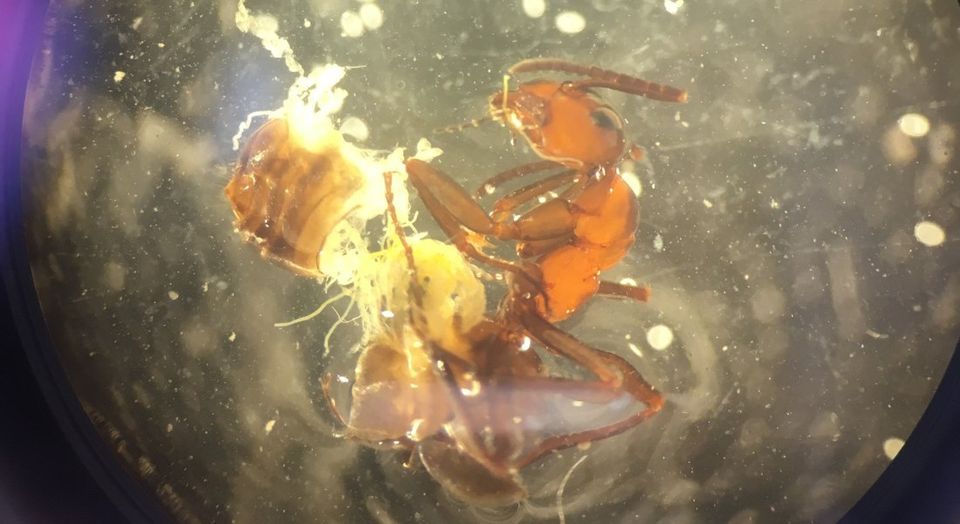 Brain-altering parasite turns ants into zombies at dawn and dusk ...