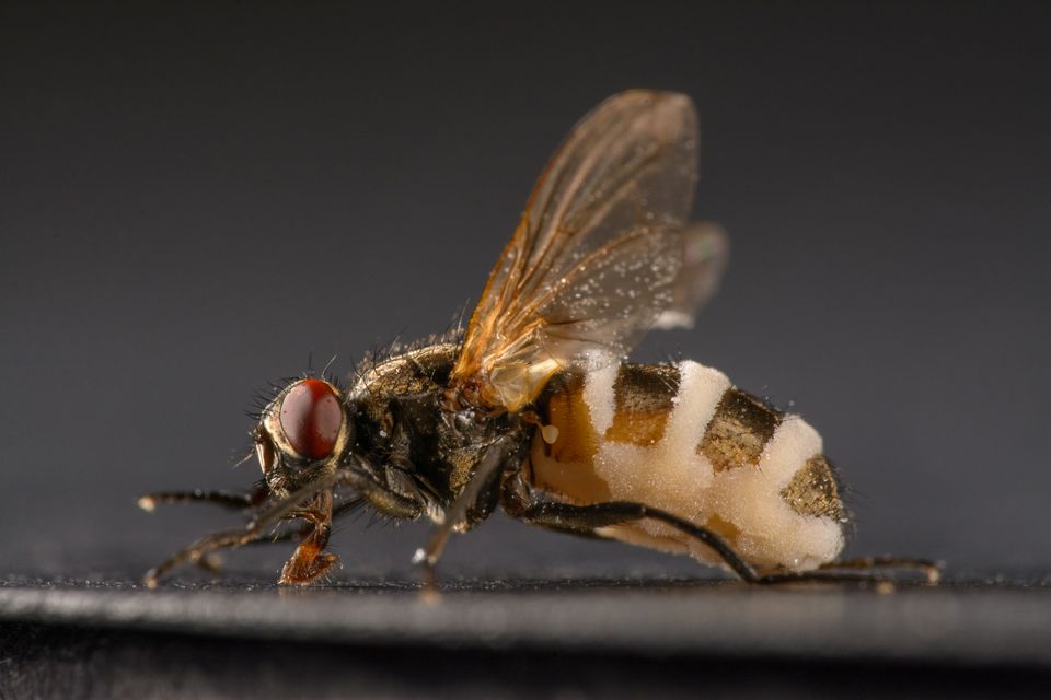 New knowledge about a fungus that turns 60-80% of the flies in your ...