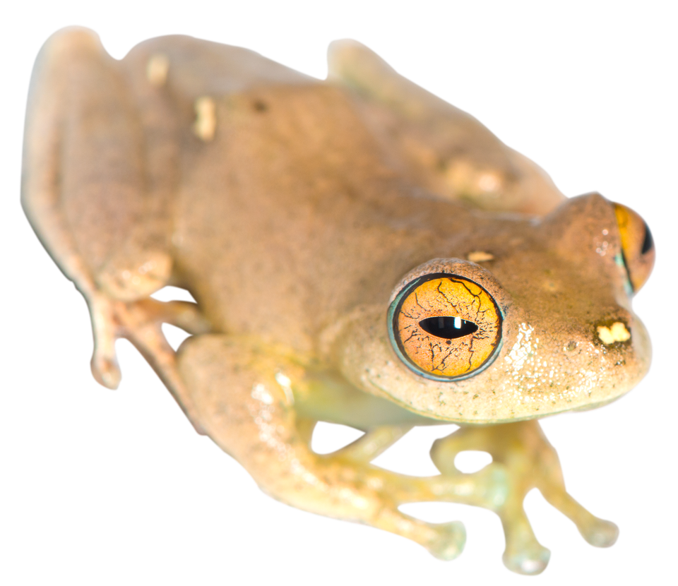 Seven New Frog Species Discovered in Madagascar: Sounds Like Something ...