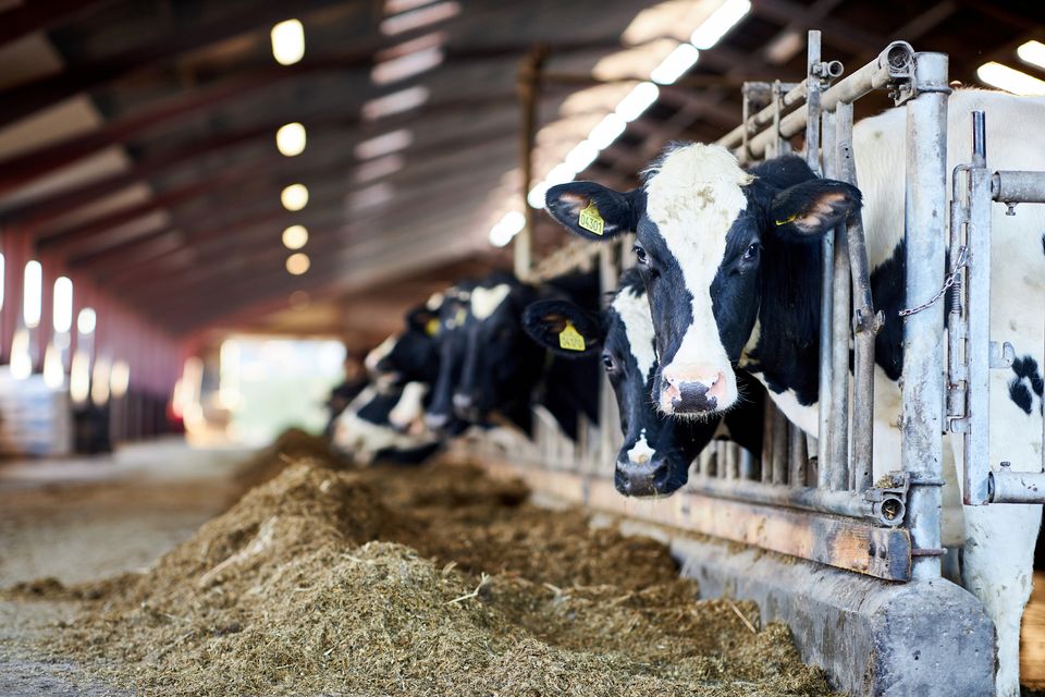 Landbrugets Økonomi 2024: Høje renter og alt for meget regn ...