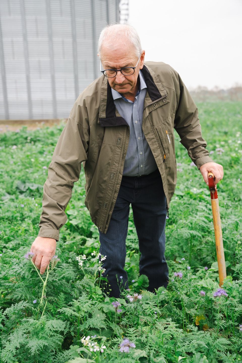 DLG efterlyser planteavlere, der ønsker at dyrke regenerativt | DLG Group