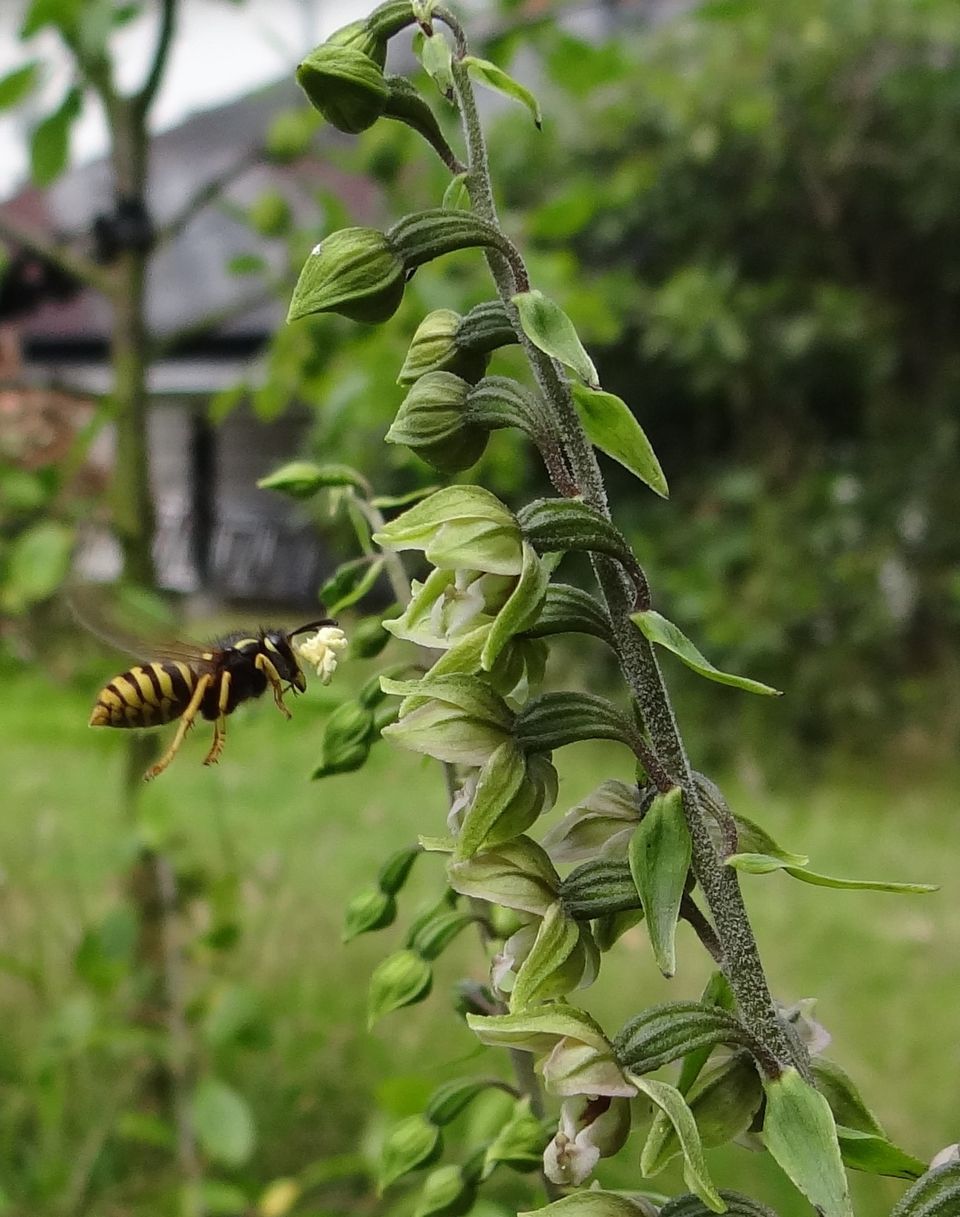 Danmarks mest almindelige orkidé lokker hvepse til med en pubcrawl ...