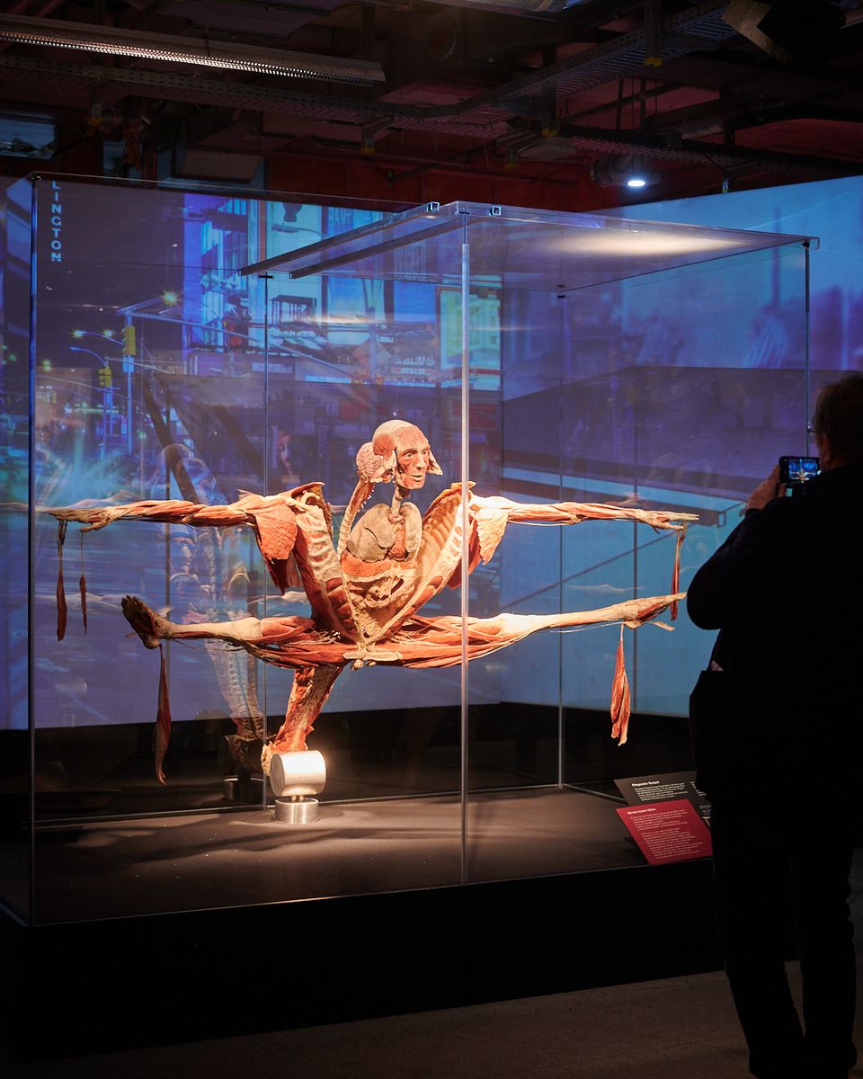 30 Years of BODY WORLDS - A Success Story That Has Changed the Way We ...