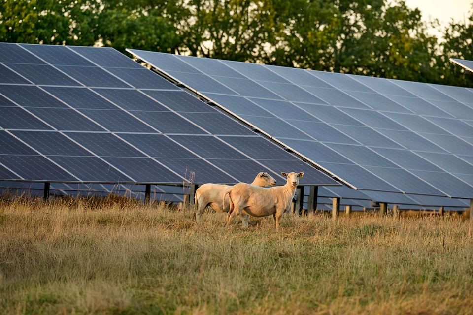 Andel indvier ny solcellepark med stærkt fokus på natur og naboskab | Andel