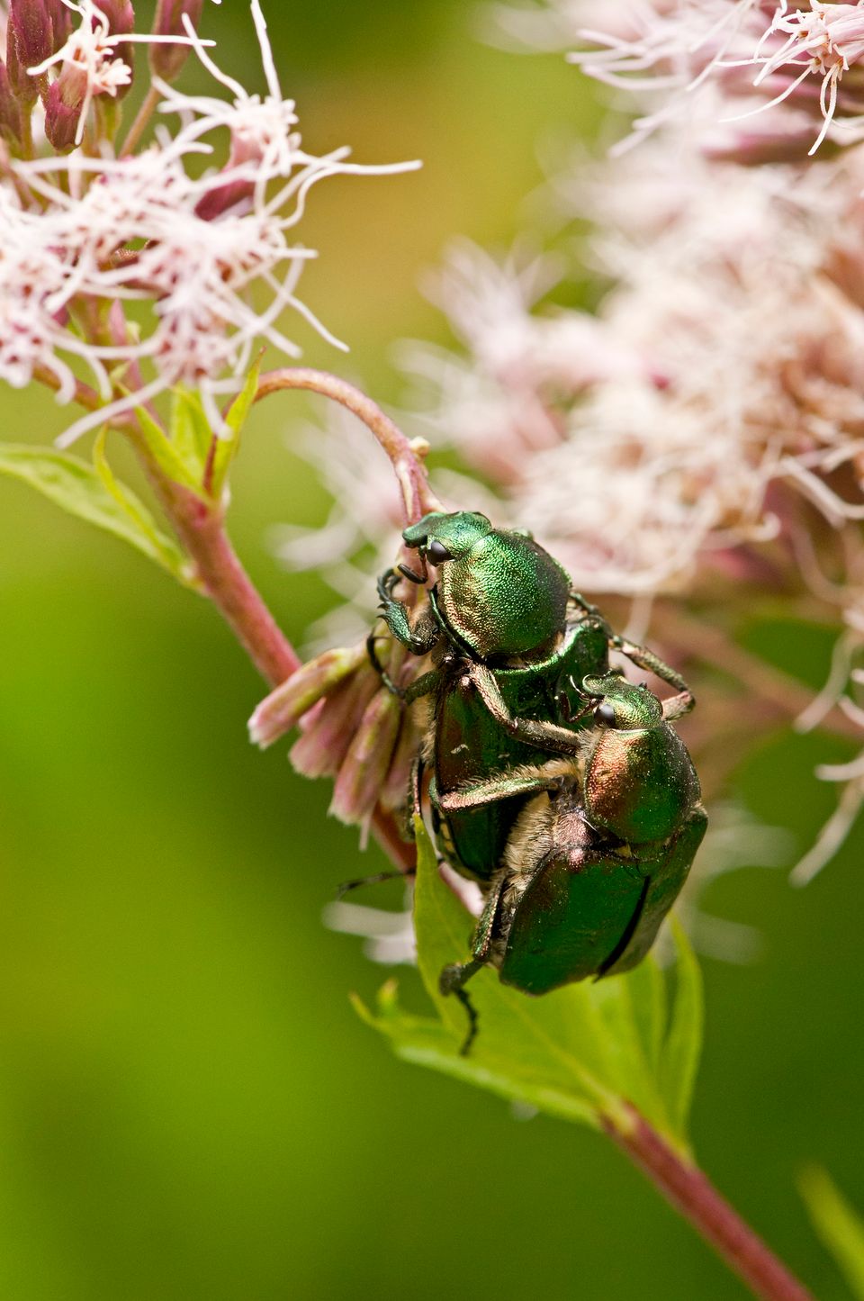 Bygger Biodiversitetscenter ZOO til 122 millioner kroner | Zoologisk ...